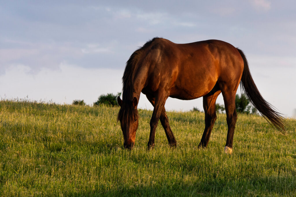 Broodmare Supplementation | NutriScience Pet & Equine Supplements